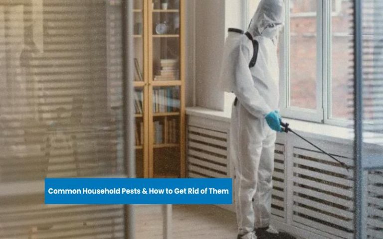 Common Household Pests & How to Get Rid of Them